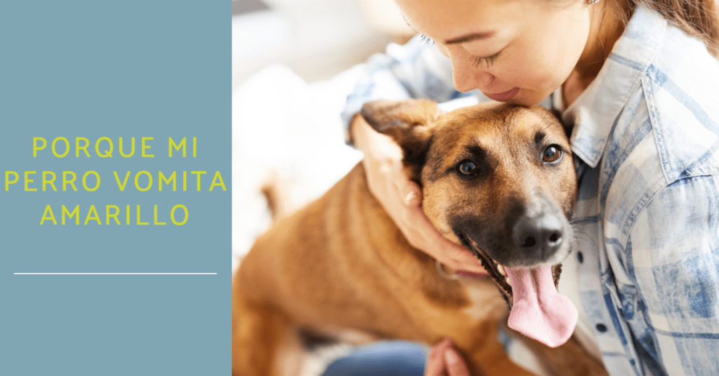 Porque Mi Perro Vomita Amarillo Todas Las Curiosidades Caninas En Un Solo Lugar